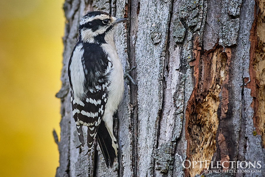 Fine Art Bird Photography | OptFlections