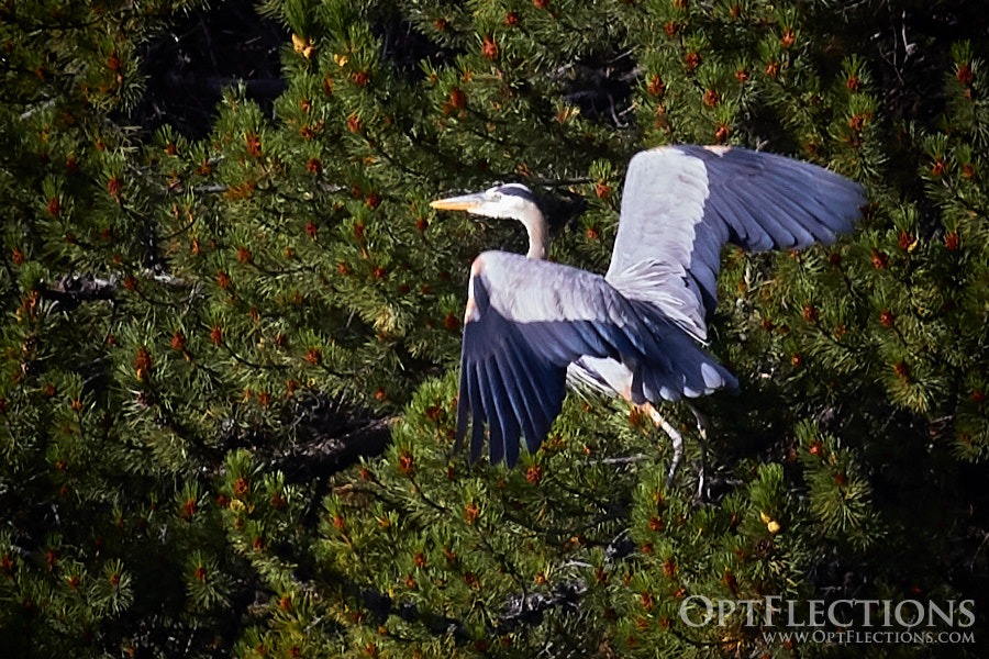 Fine Art Bird Photography | OptFlections