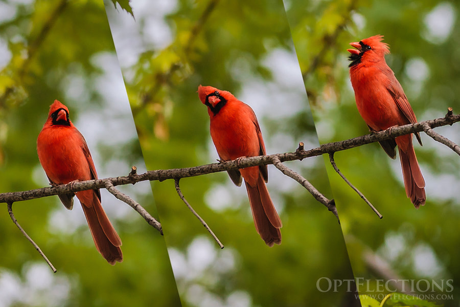 Fine Art Bird Photography | OptFlections