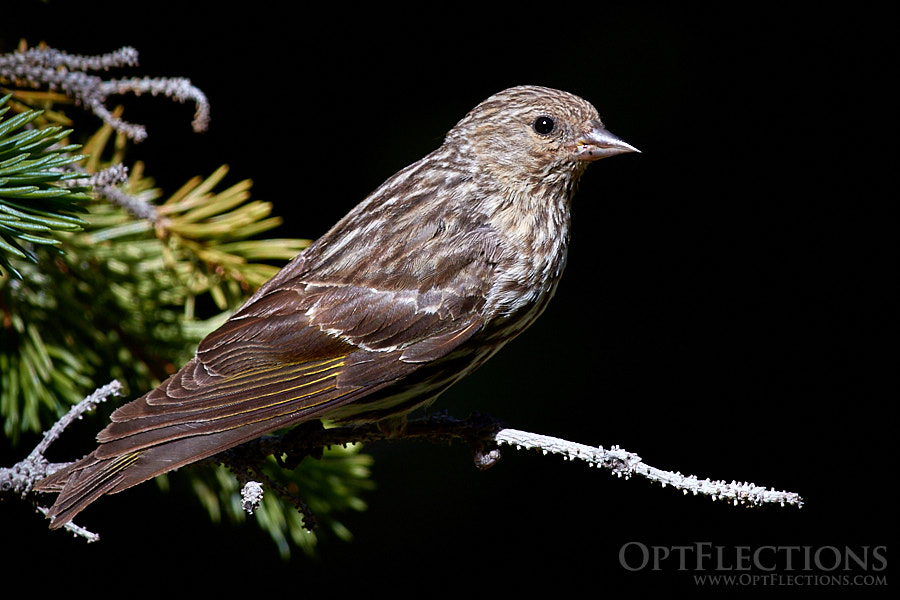 Fine Art Bird Photography | OptFlections