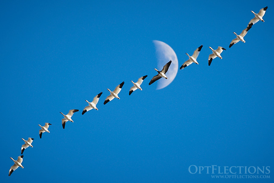 Fine Art Bird Photography | OptFlections